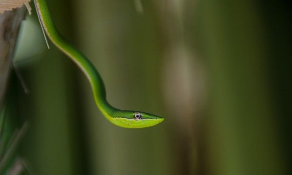 culebra_verde - Acción Verde | El Portal Ambiental de la República ...