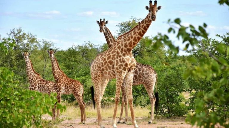 Las Jirafas en peligro de extinción - Acción Verde | El Portal ...